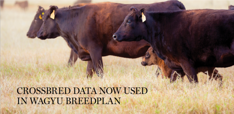 Technical Updates | Australian Wagyu Association