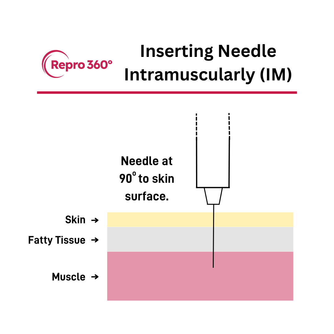 Administering injectables correctly | Australian Wagyu Association