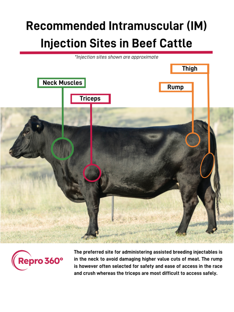 Administering injectables correctly | Australian Wagyu Association
