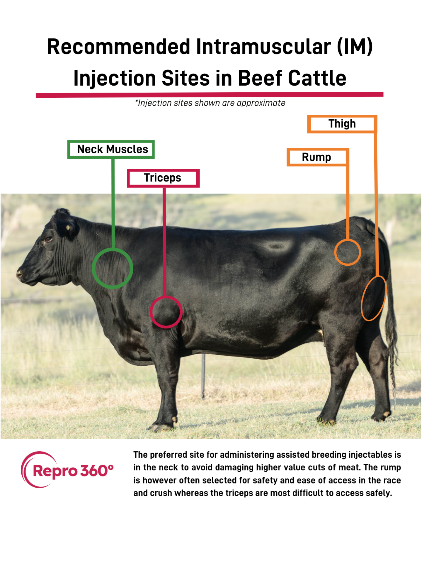 Administering injectables correctly | Australian Wagyu Association