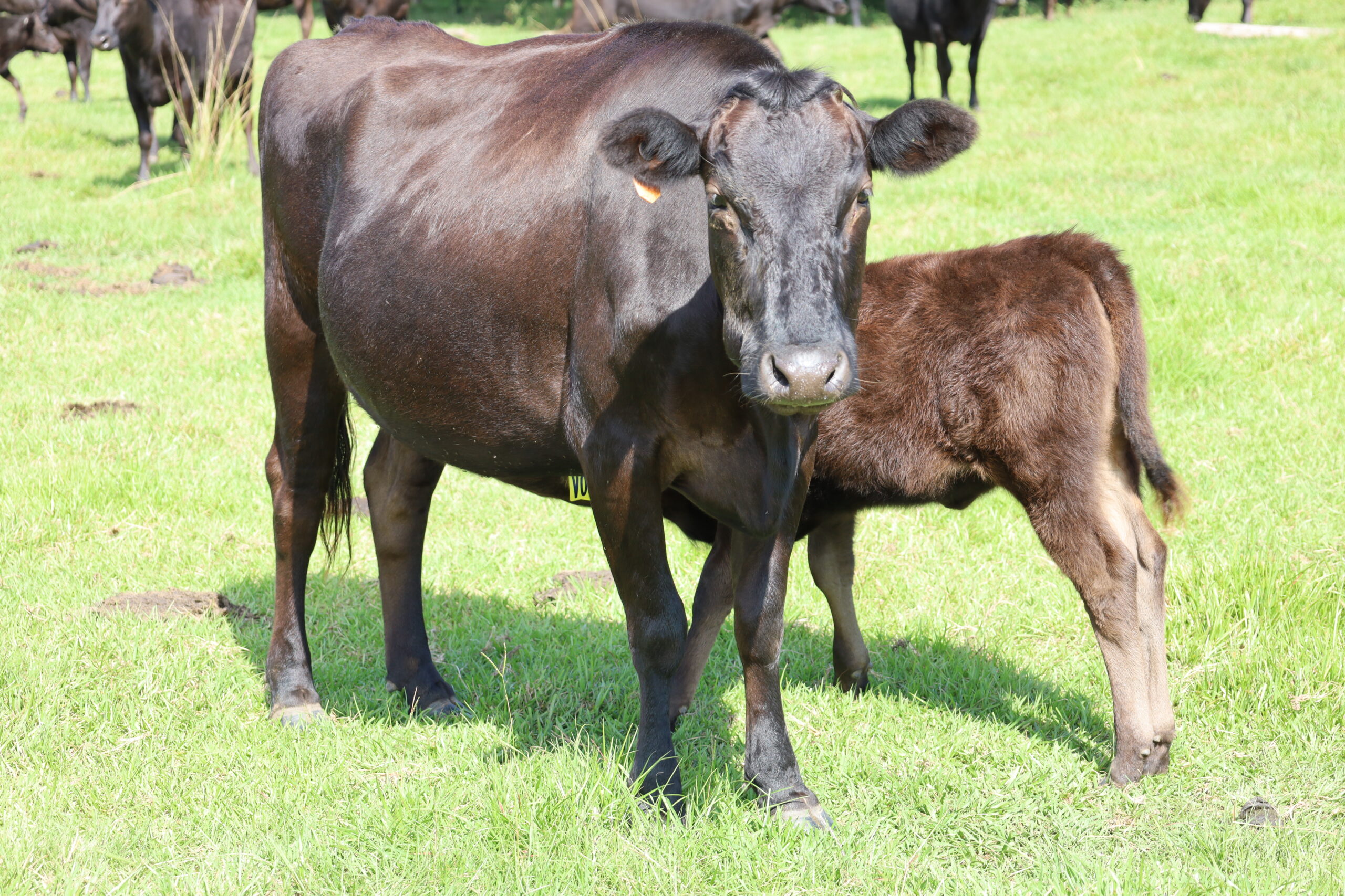 Sumo Wagyu | Australian Wagyu Association