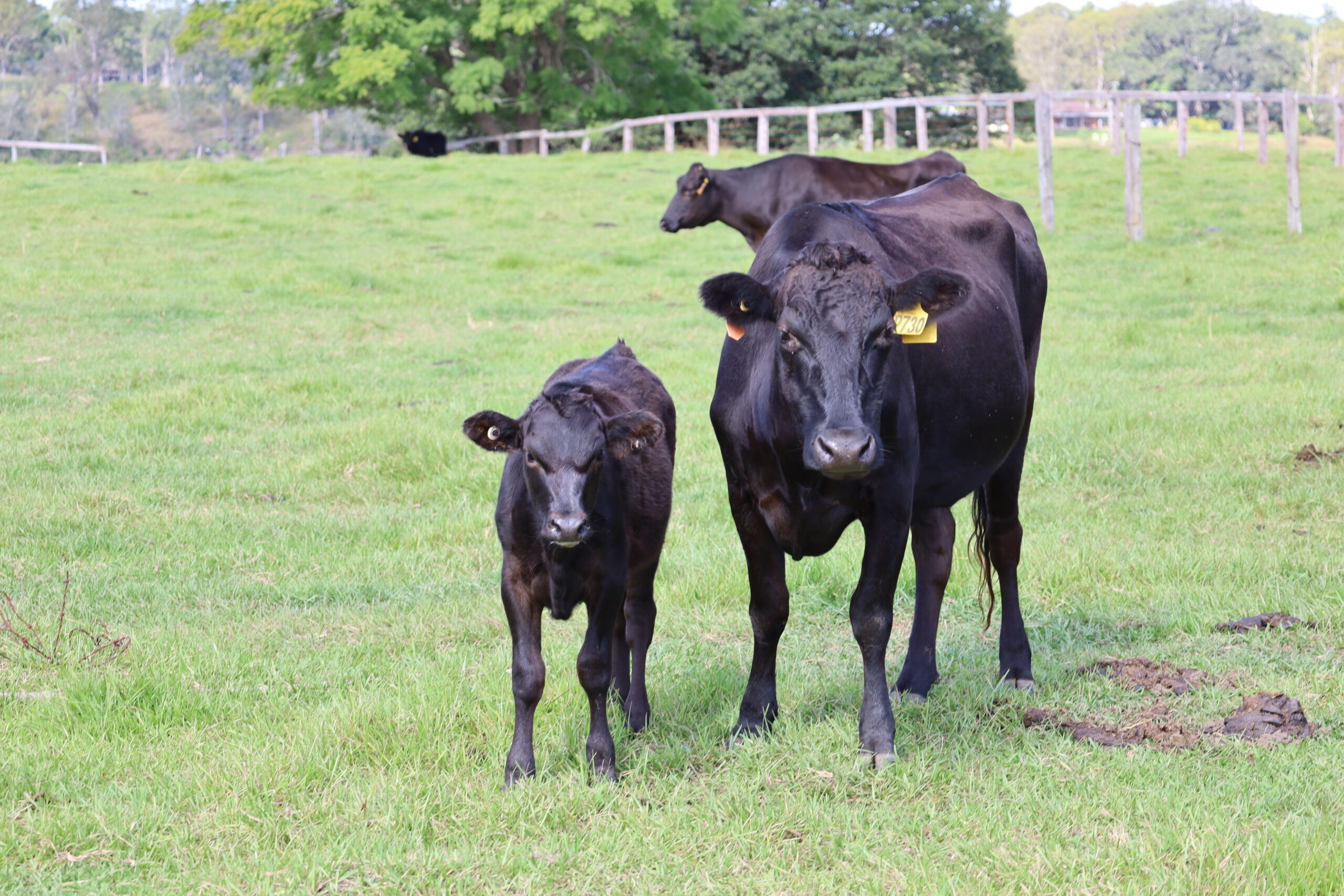 Australian Wagyu Association | Australian Wagyu Association