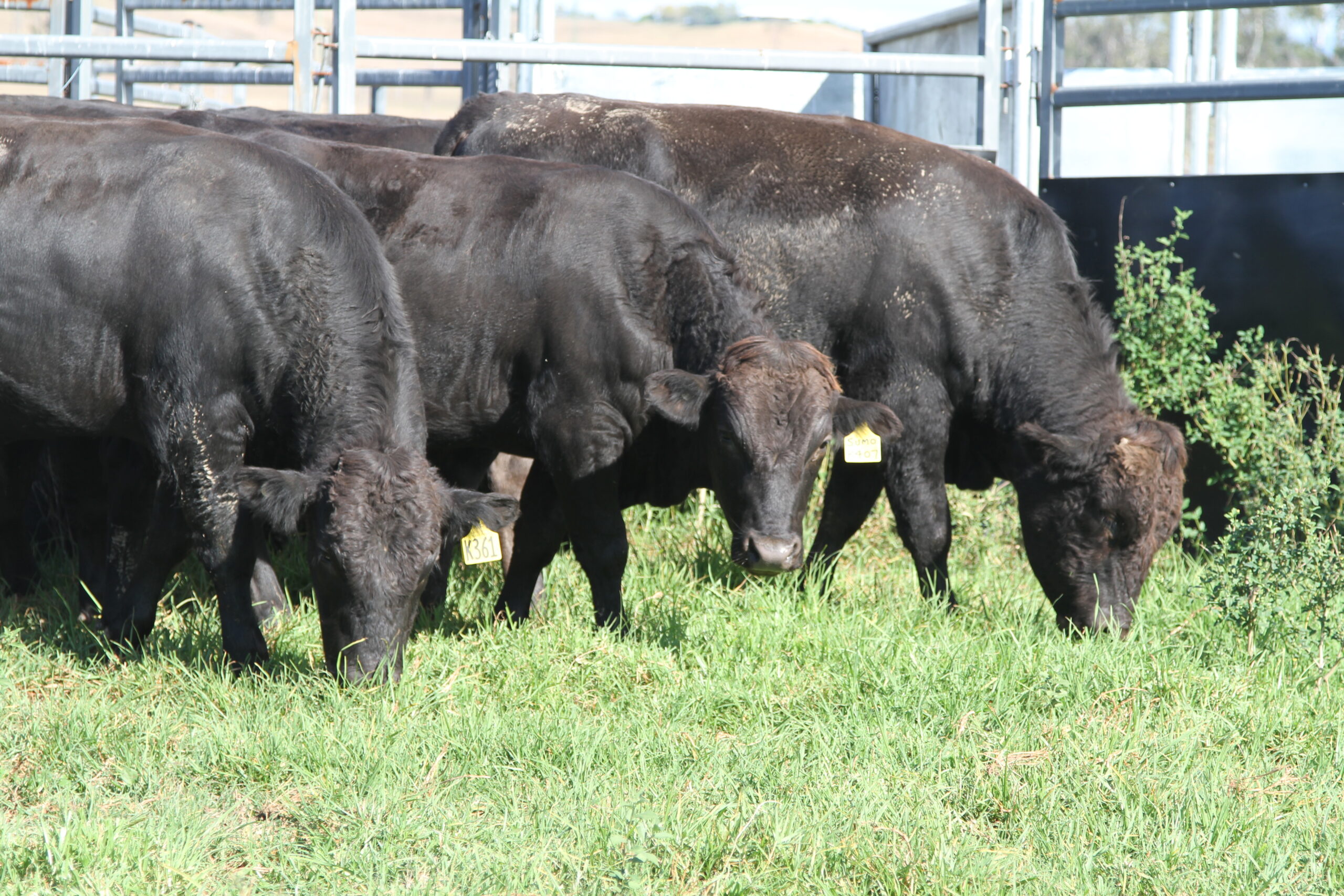 Sumo Wagyu | Australian Wagyu Association