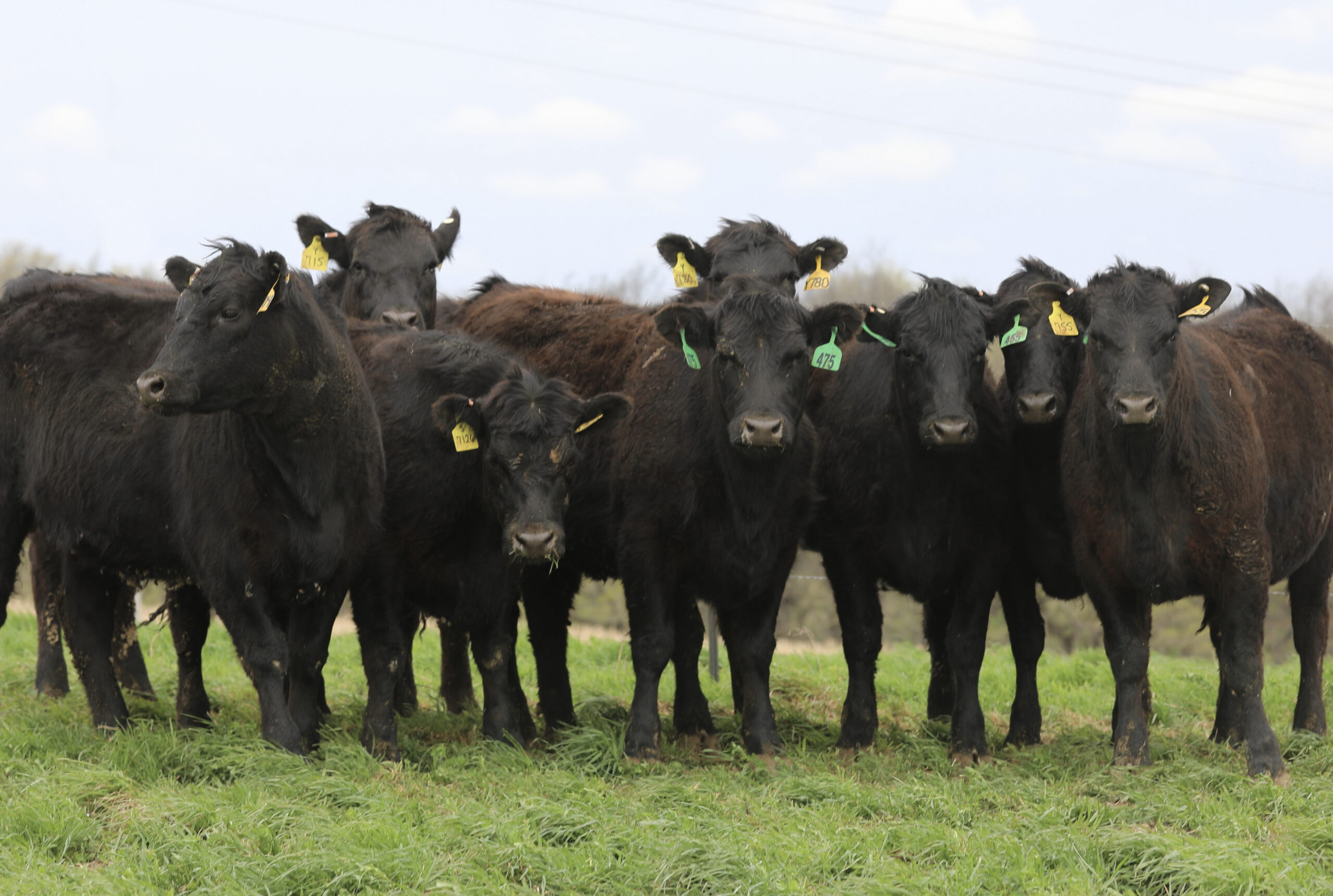 Australian Wagyu Association | Australian Wagyu Association