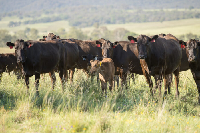 The Polled Gene In Wagyu | Australian Wagyu Association
