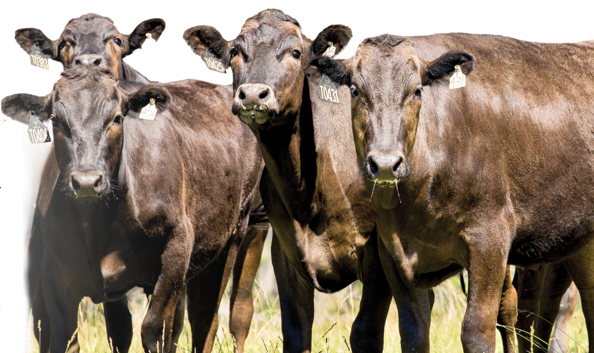 Continued success for Australian Wagyu Sector | Australian Wagyu ...