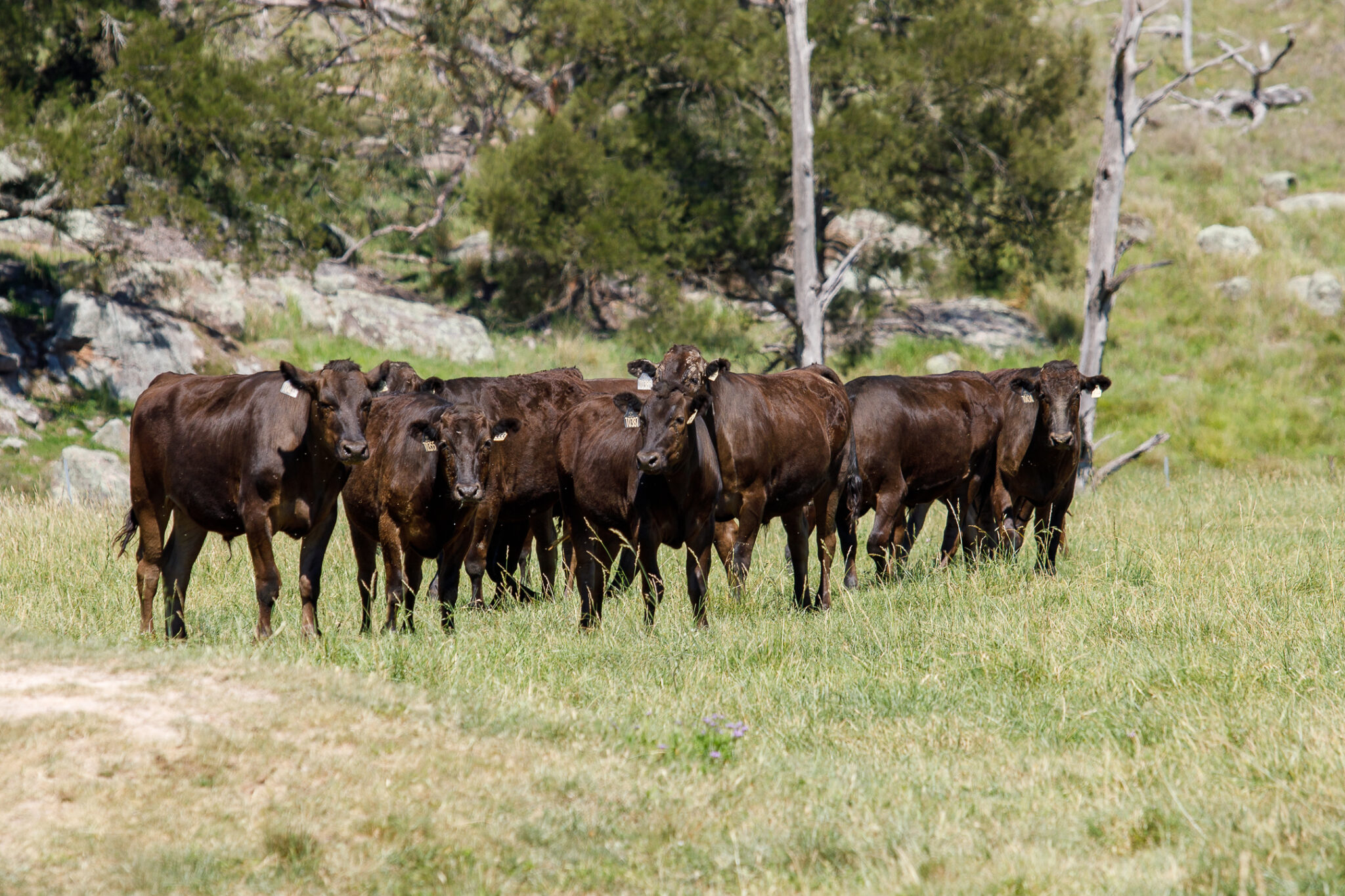 AWA:WBVs (Wagyu Breeding Values) Page 2 | Australian Wagyu Association