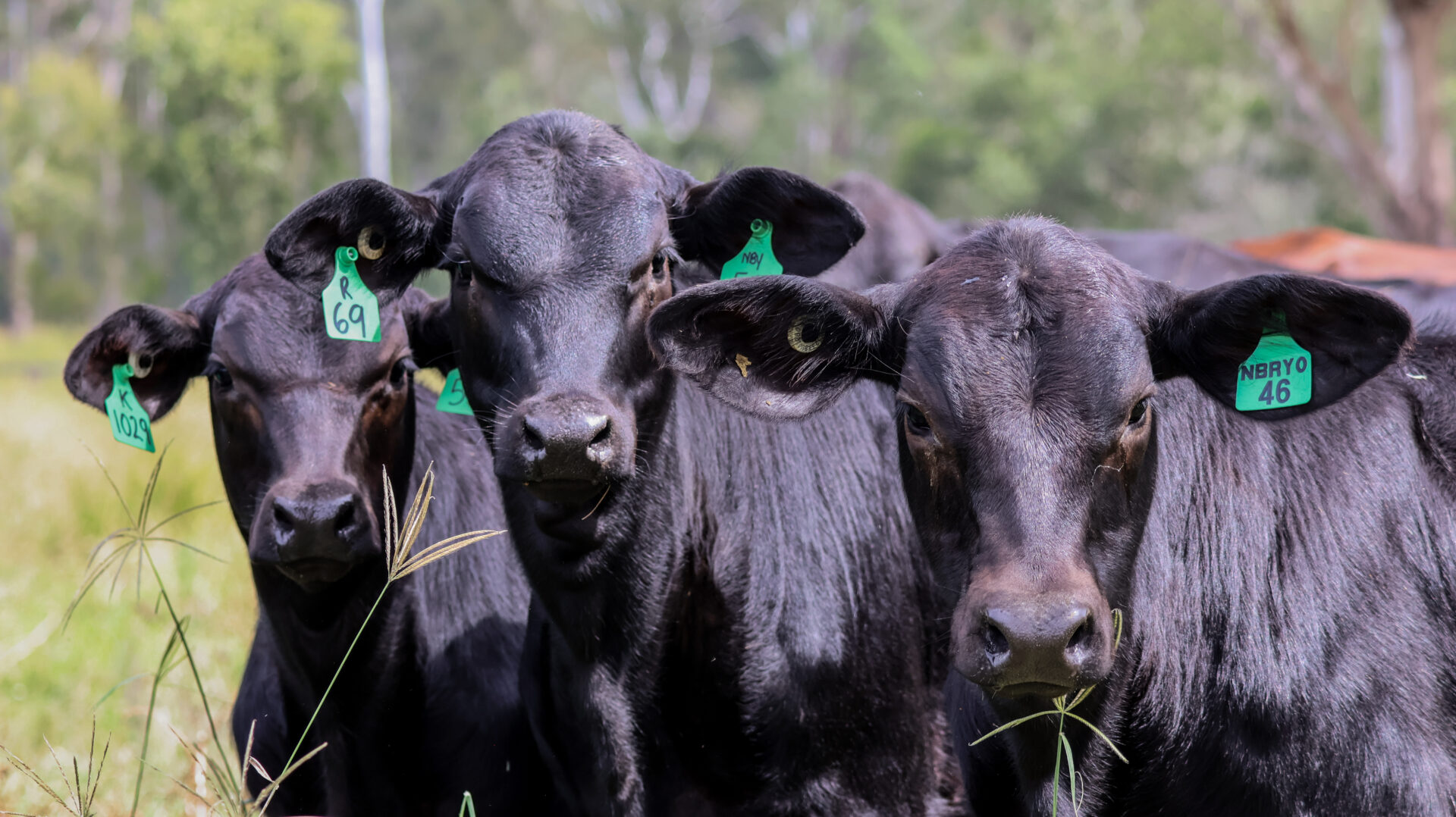 Nbryo launches Spring Trial Ambassador Program | Australian Wagyu ...