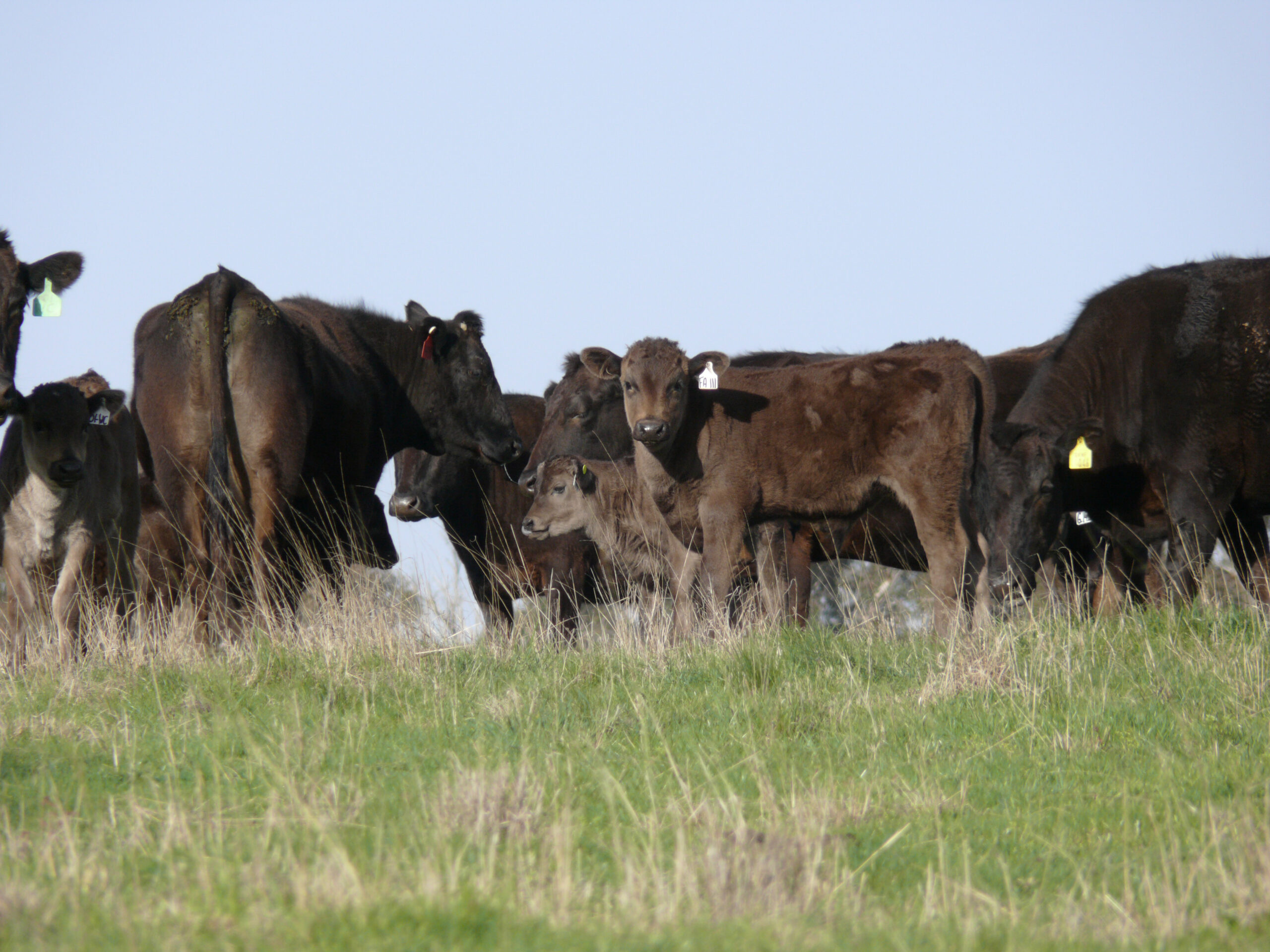 Australian Wagyu Association | Australian Wagyu Association