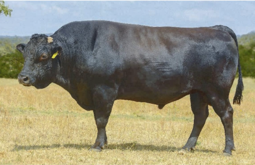 Genomic Super Sires | Australian Wagyu Association