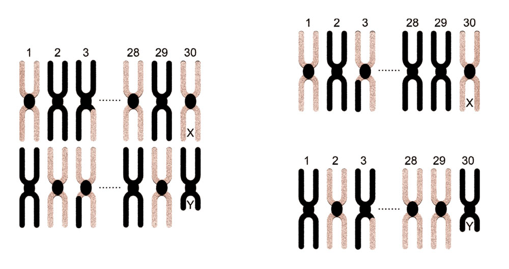 Flush sisters or flush brothers are not identical twins | Australian ...