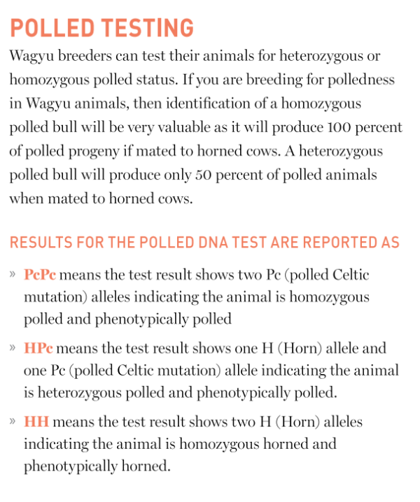 The Polled Gene In Wagyu | Australian Wagyu Association