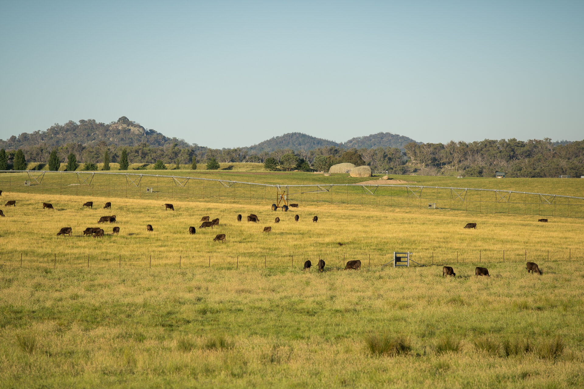 AWA:Other Genomic Tools | Australian Wagyu Association