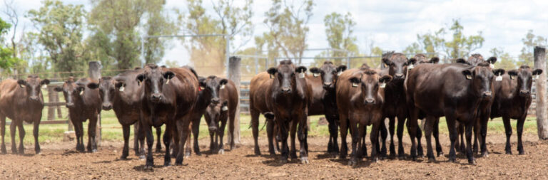 AWA:General | Australian Wagyu Association