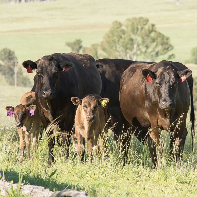 AWA:DNA | Australian Wagyu Association