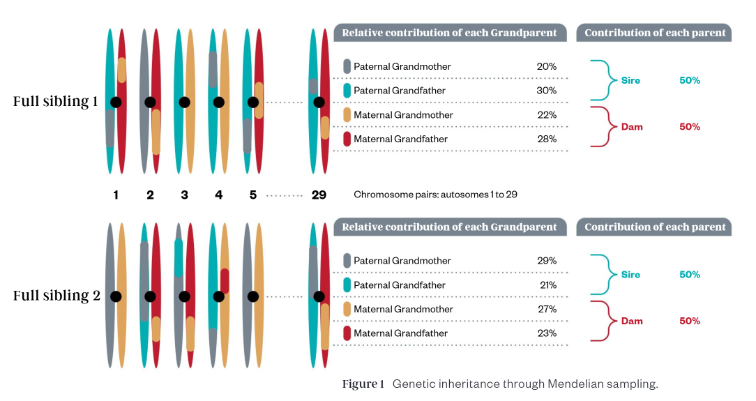 Pedigree vs. Genomic Breeding and Inbreeding: Understanding the ...