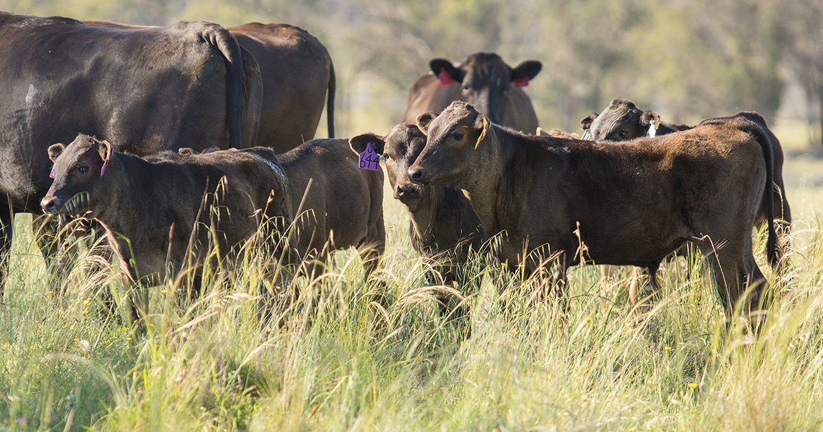 Weatherbys Scientific & AWA enter global partnership | Australian Wagyu ...