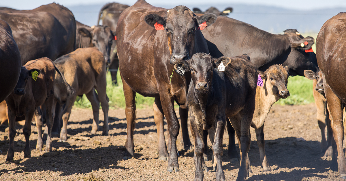Australian Wagyu Association launches new global genomic testing from ...