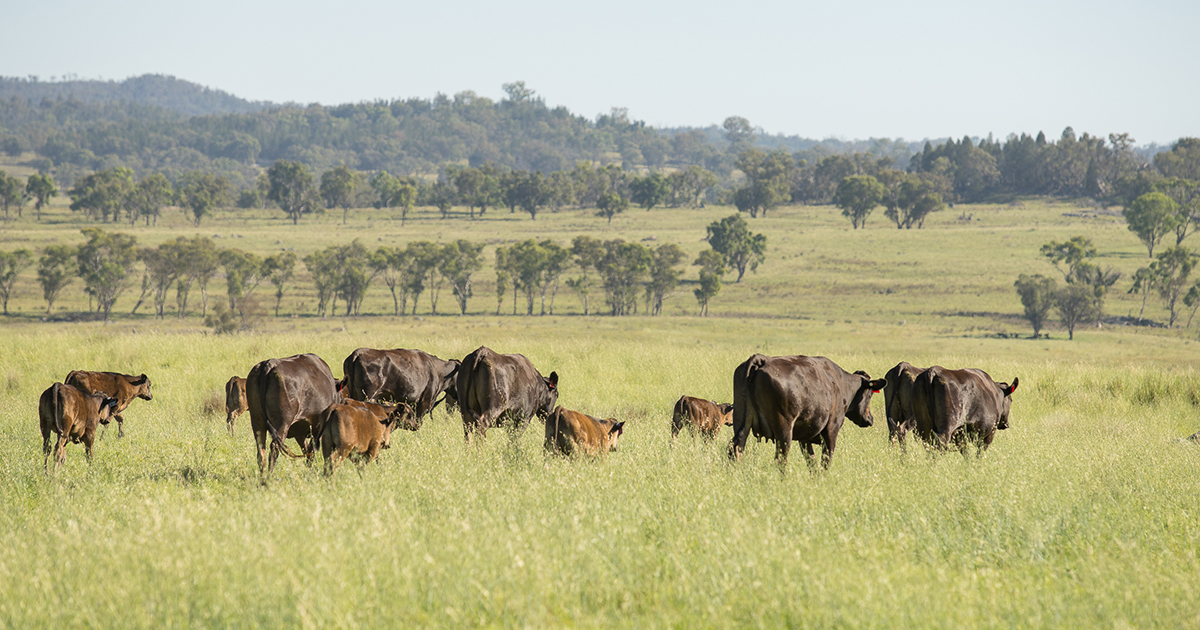 MateSel: Driving Genetic Progress in Wagyu Breeding | Australian Wagyu ...
