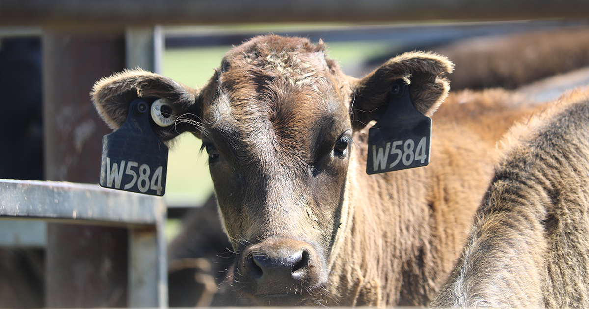 Strengthening Traceability and Validity Through NLIS Tag Integration ...