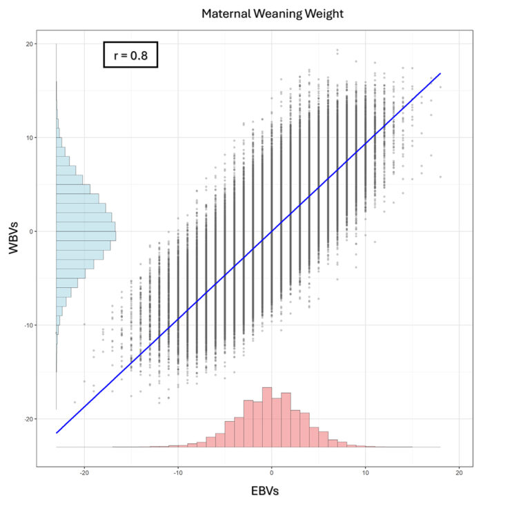 From Milk EBV to Maternal Weaning Weight EBV | Australian Wagyu Association